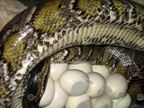 Burmese Python (Python Bivittatus) Stock Image - Image of organism ...