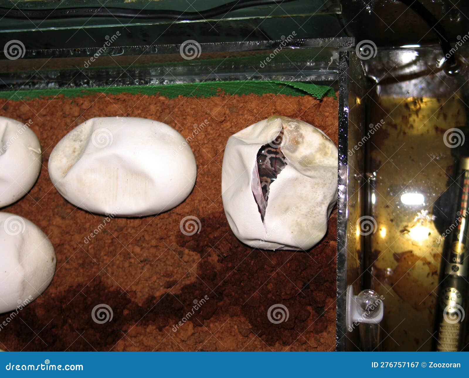 Burmese Python (Python Bivittatus) Stock Image - Image of sweetness ...