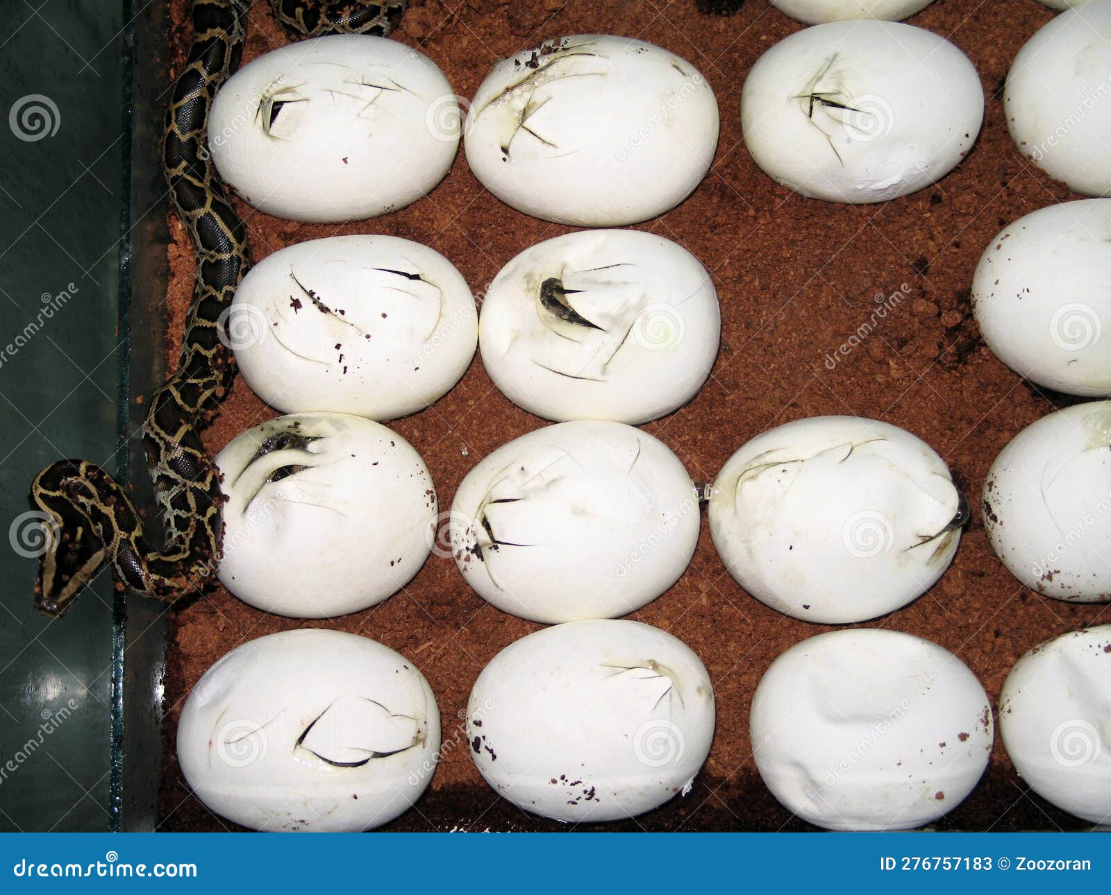 Burmese Python (Python Bivittatus) Stock Image - Image of snake ...