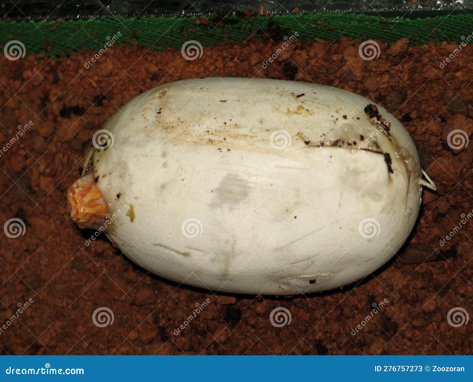 Burmese Python (Python Bivittatus) Stock Image - Image of produce ...