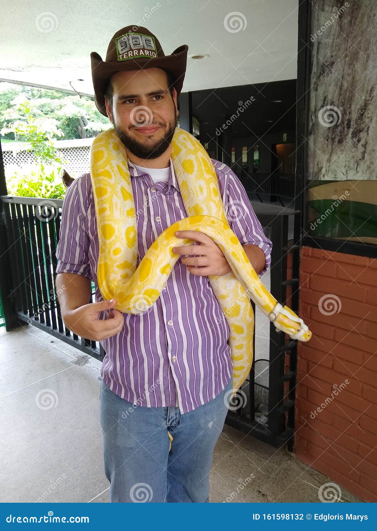 Reptile Show Displaying Spectacled Caiman Caiman Crocodilus A ...