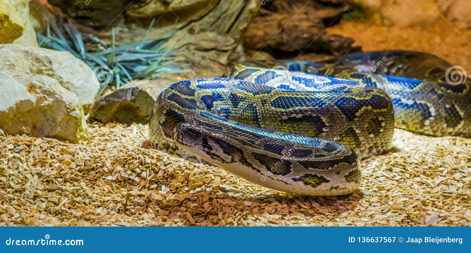 Burmese Python Crawling Over the Ground and Sticking Its Tongue Out ...