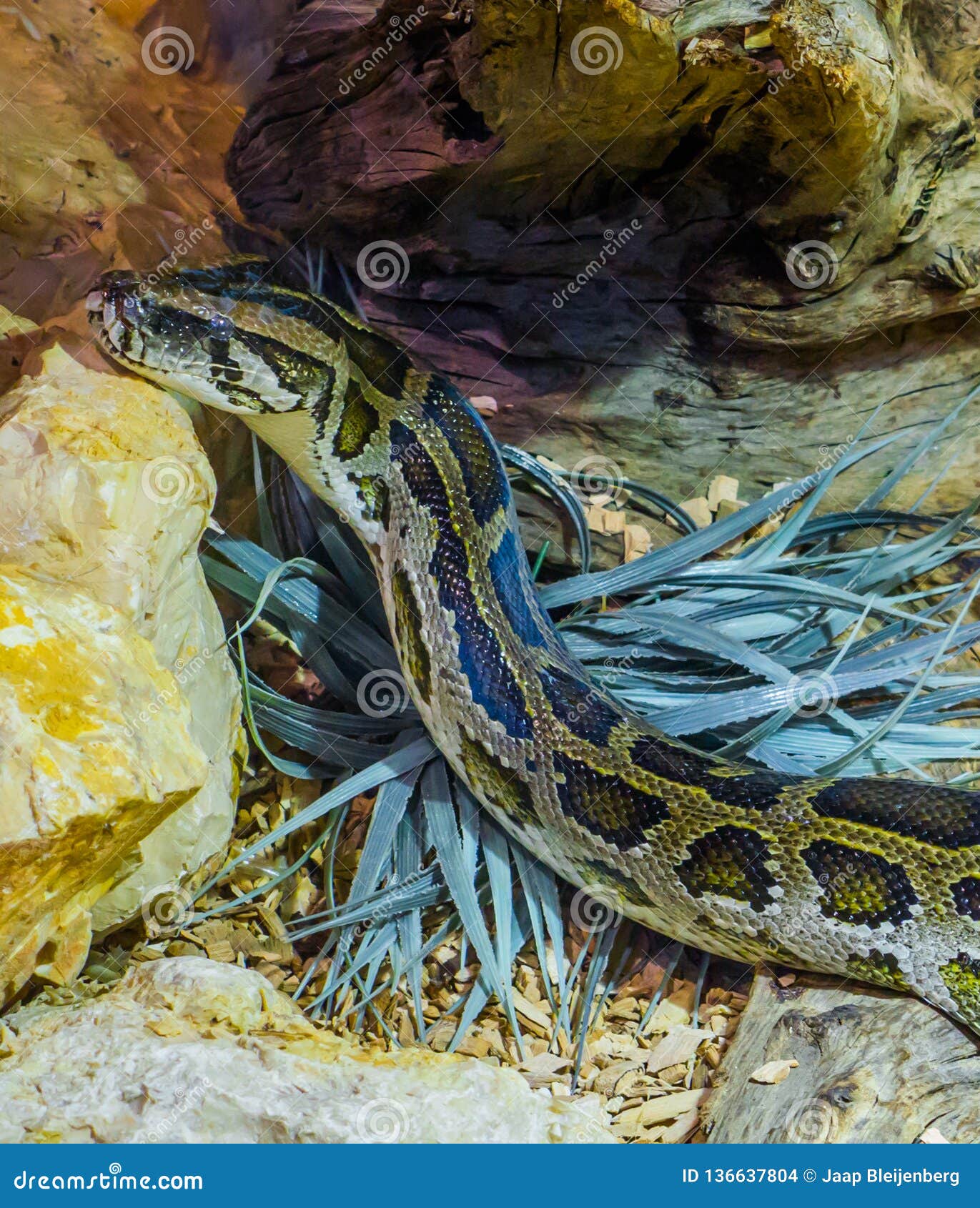 Burmese Python Creeping Around Near Some Rocks, Vulnerable Snake Specie ...