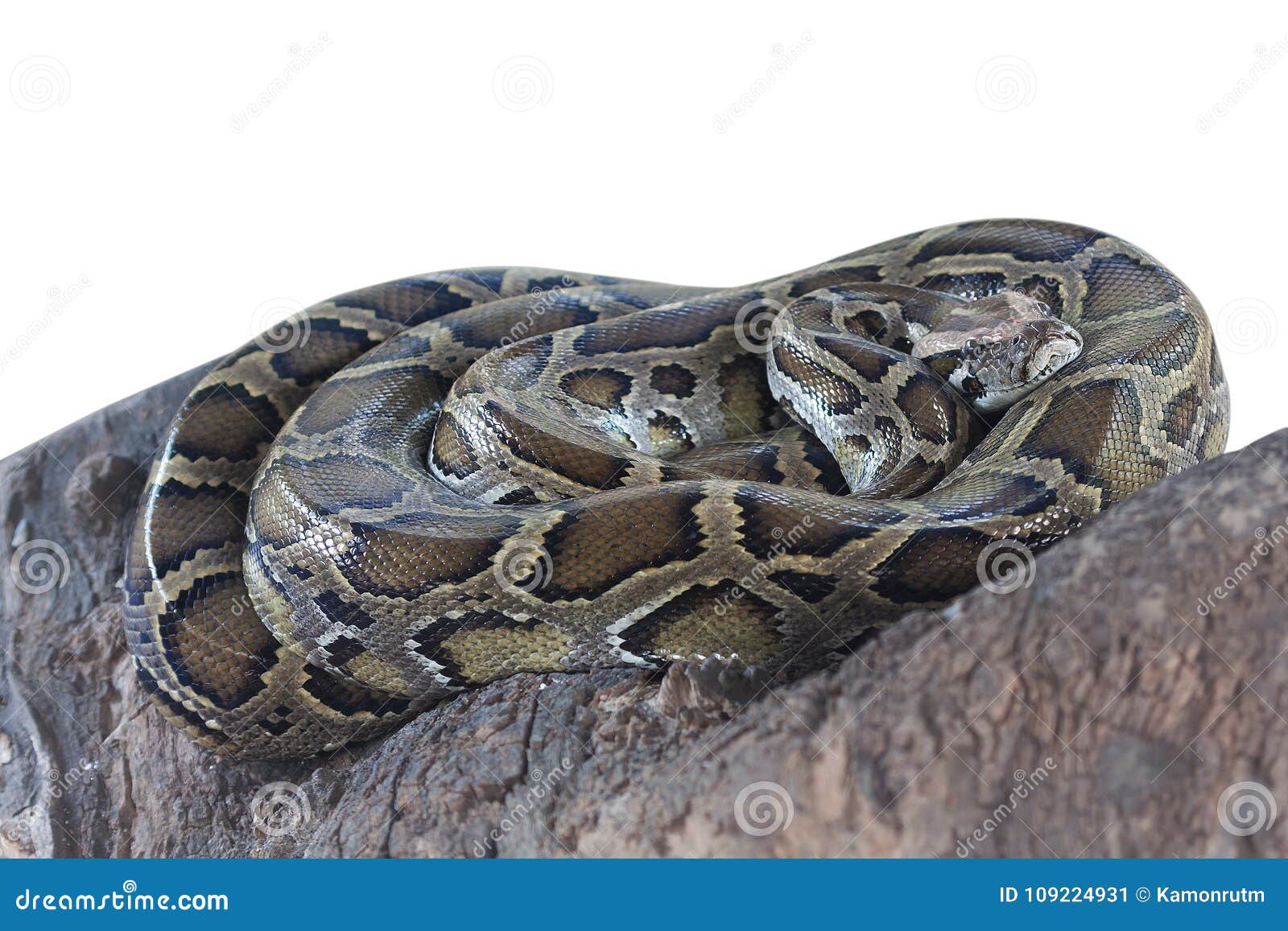 Burmese Python Danger Animal. Stock Image - Image of genetic, macro ...