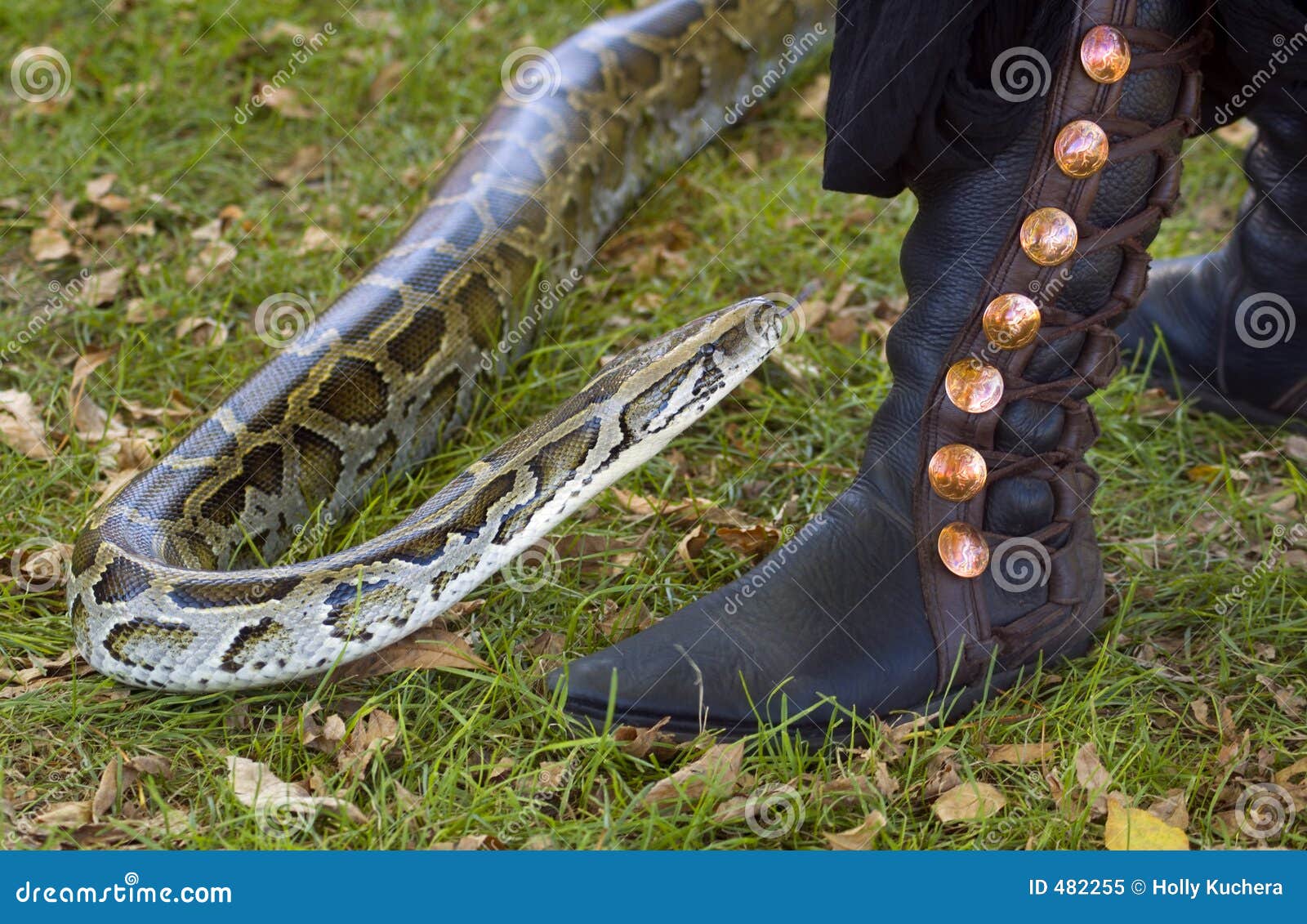 Burmese Python Eyeing Boot stock image. Image of slither - 482255