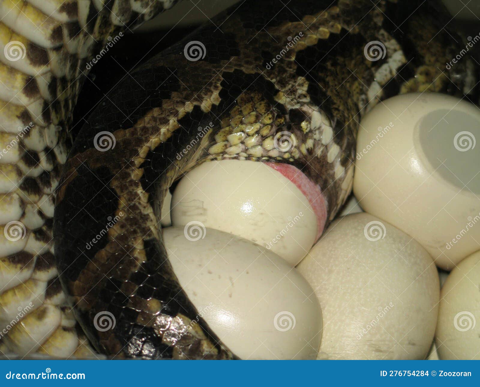 Burmese Python (Python Bivittatus) Stock Photo - Image of lays, finger: 276754284