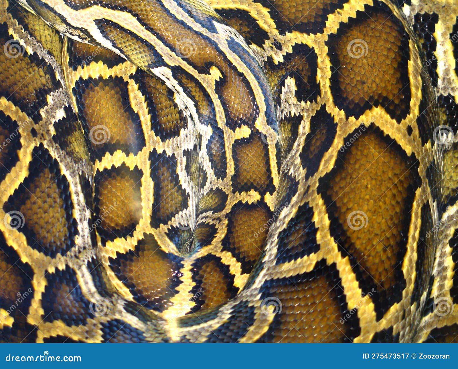 Burmese Python (Python Bivittatus) Stock Image - Image of danger ...