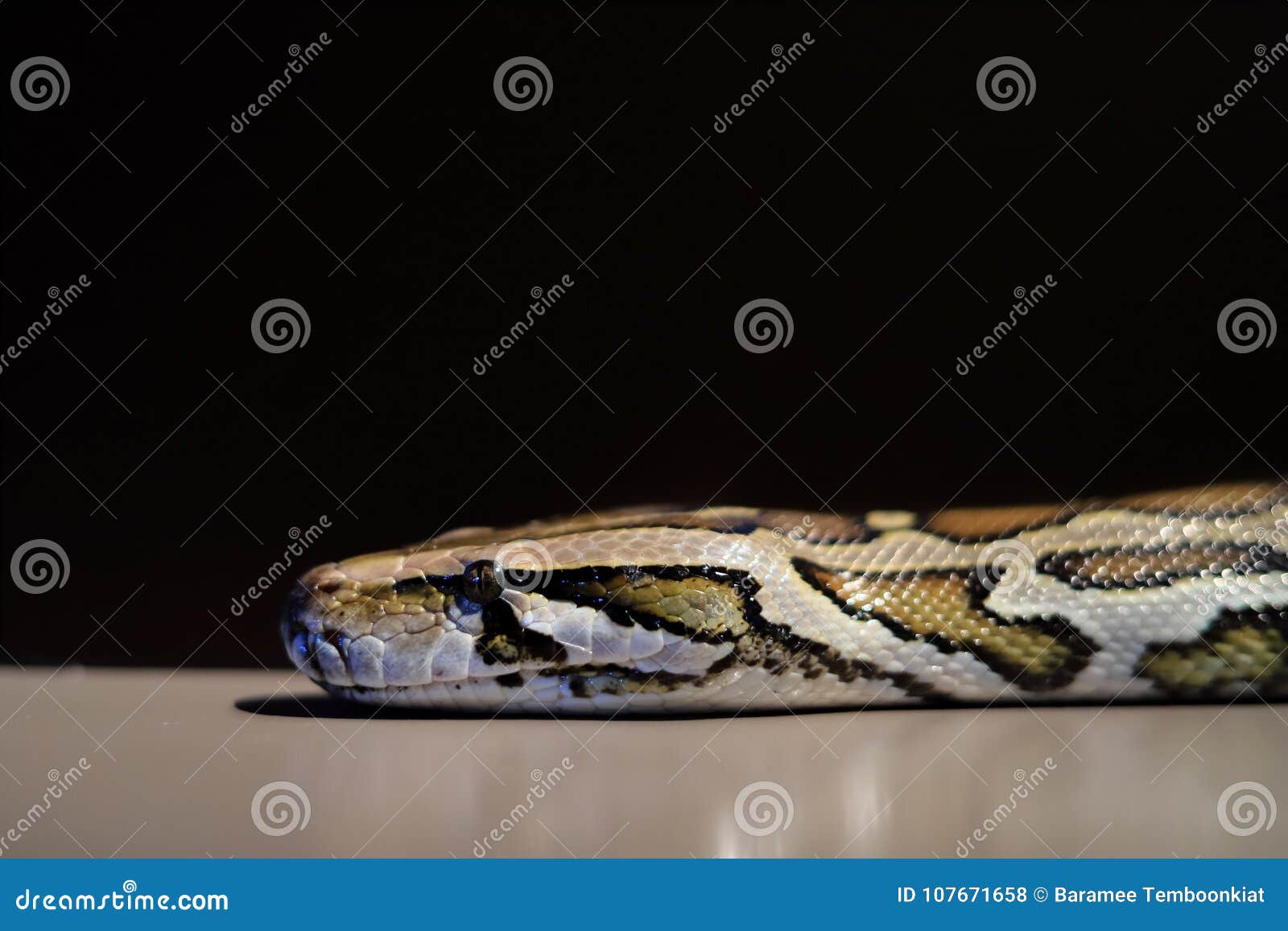 Burmese Python,Python Bivittatus,IUCN Red List Data Vulnerable , Stock ...