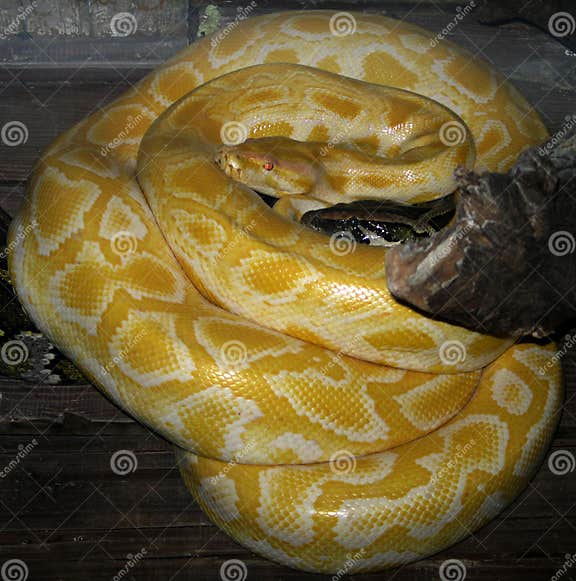 Burmese Python (Python Bivittatus) Stock Image - Image of serpent ...