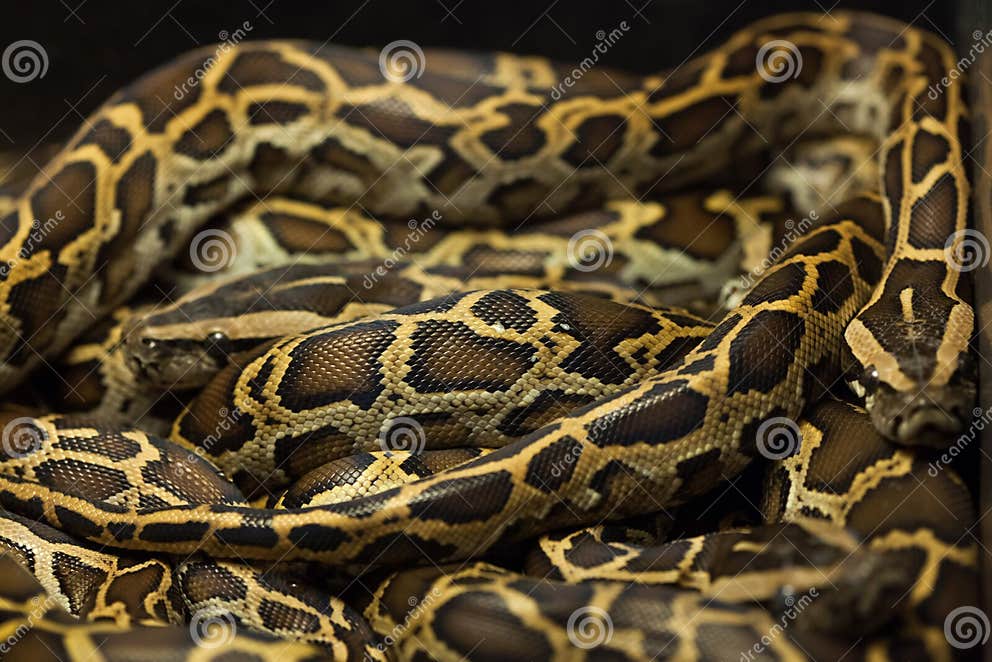 Burmese Python (Python Bivittatus). Stock Photo - Image of pythonidae ...