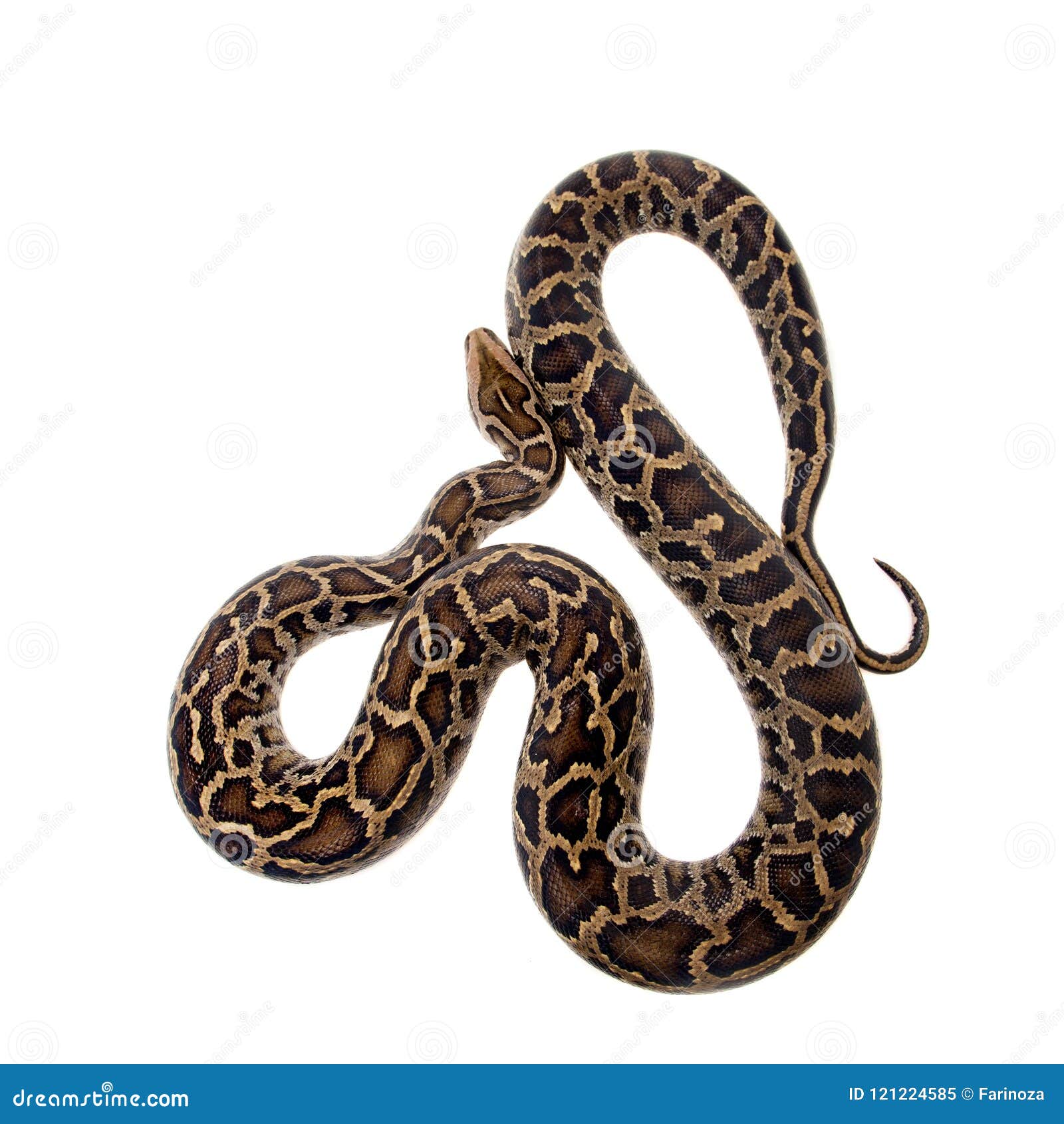 Burmese Python on White Background Stock Image - Image of danger ...