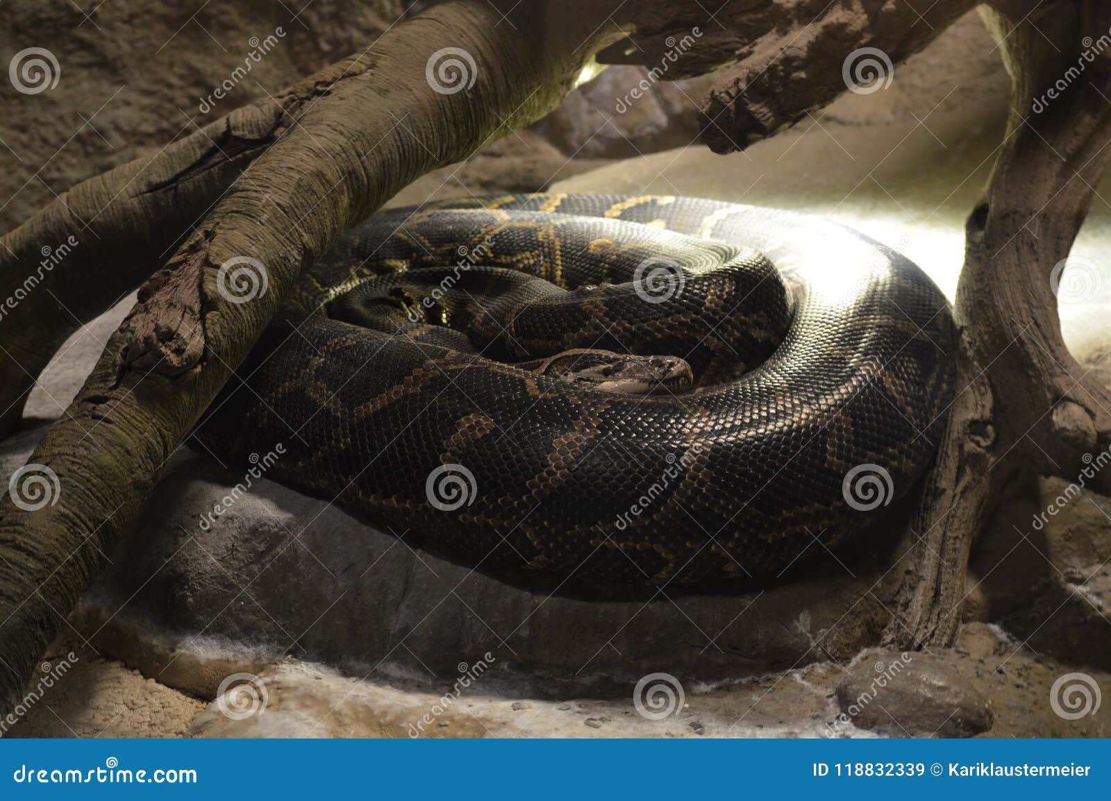 Burmese Python Under a Branch Stock Image - Image of explore, portrait ...