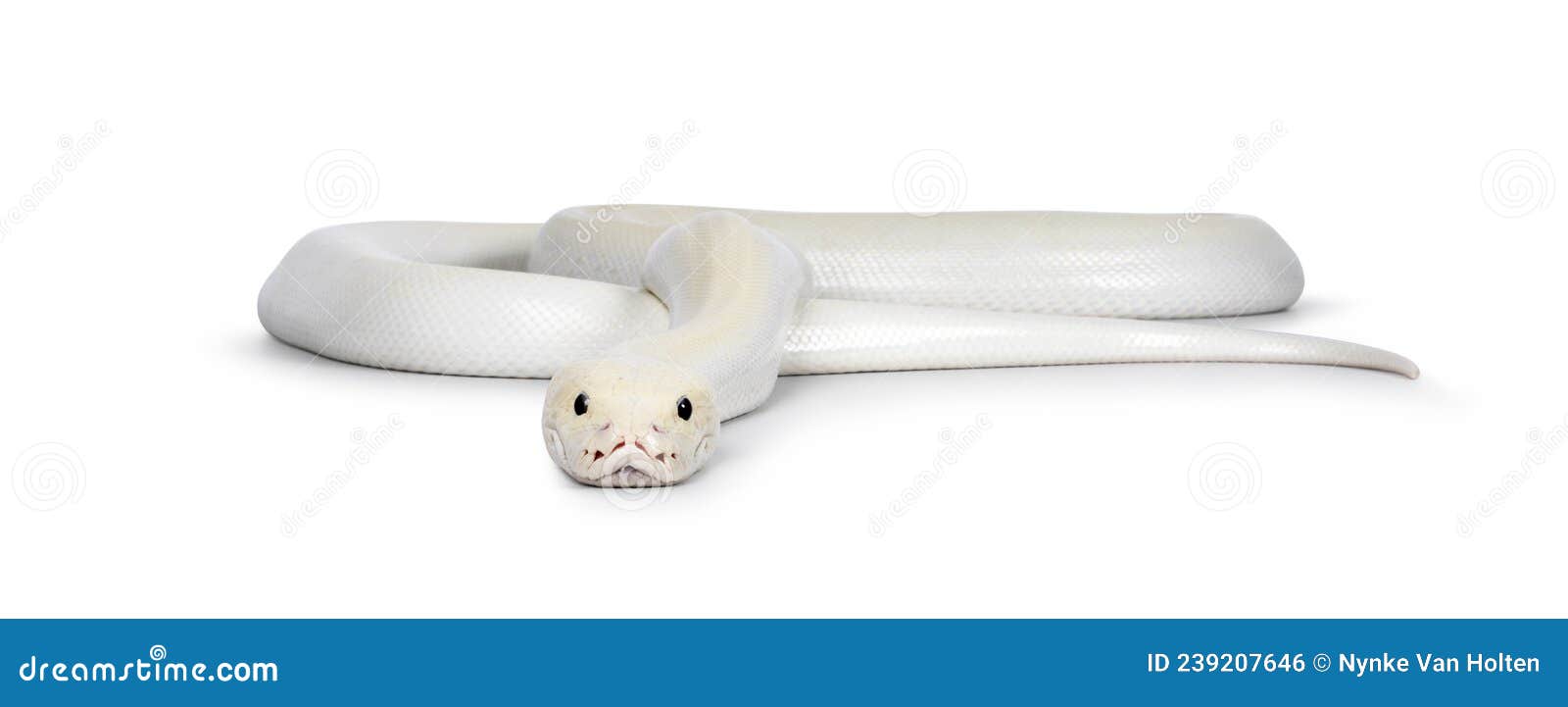 Burmese Python on White Background Stock Photo - Image of spotted ...