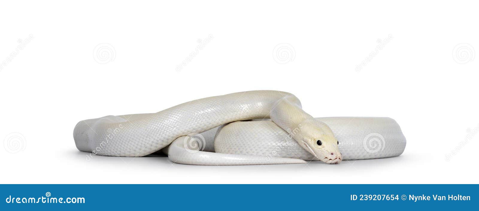 Burmese Python on White Background Stock Photo - Image of spotted ...