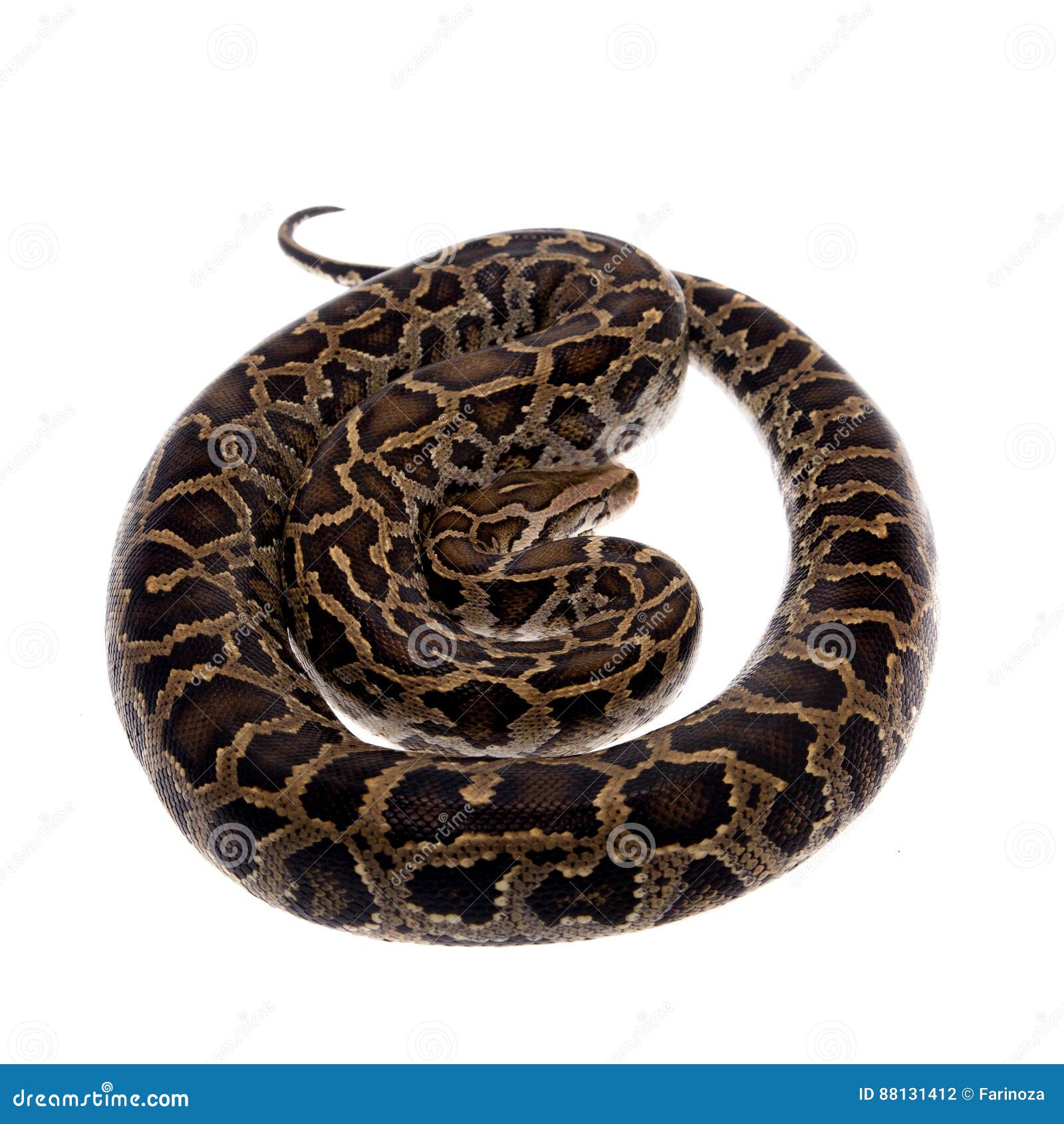 Burmese Python on White Background Stock Photo - Image of bivittatus ...
