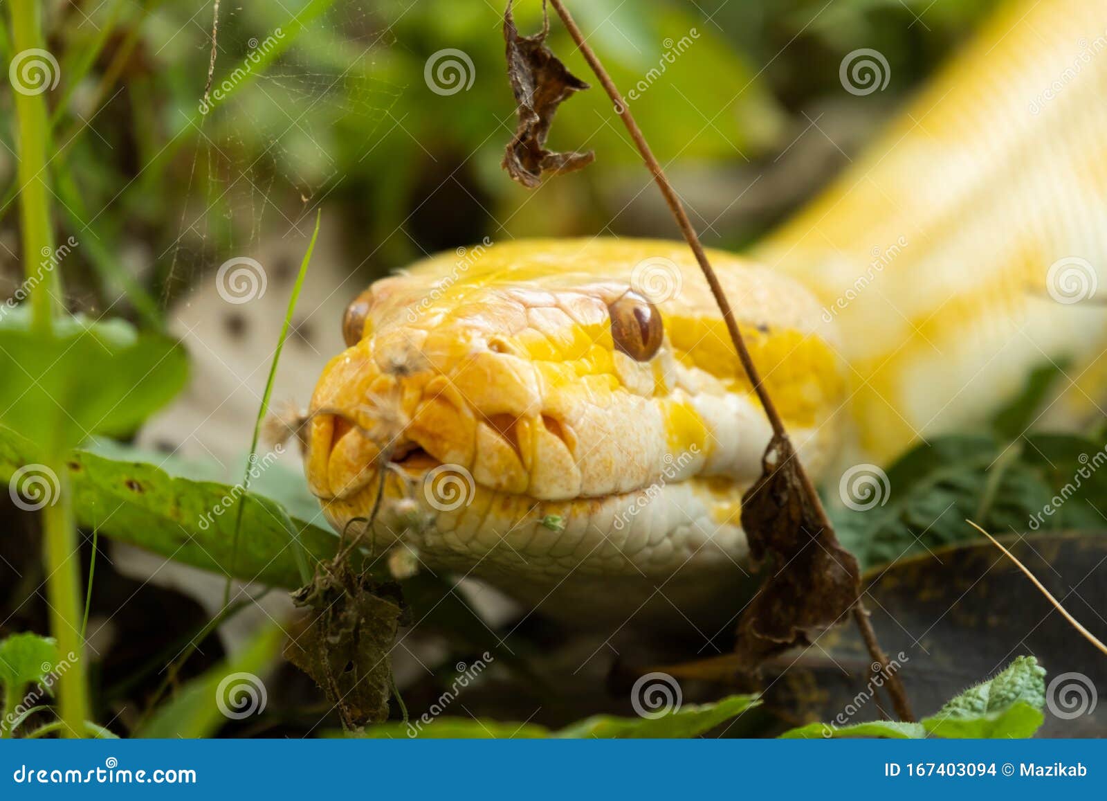 Golden Python stock photo. Image of exotic, animal, constrictor - 167403094