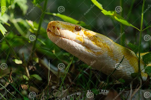 Golden Python stock photo. Image of curve, golden, captive - 167403162
