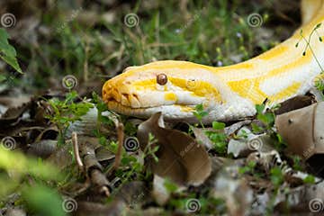 Golden Python stock photo. Image of exotic, predator - 167403164