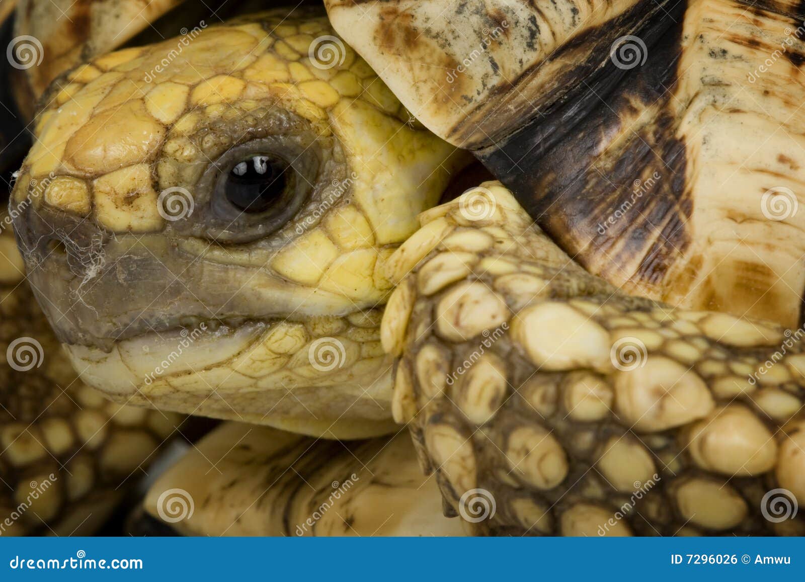 Burmese Star Tortoise stock photo. Image of nature, color - 7296026