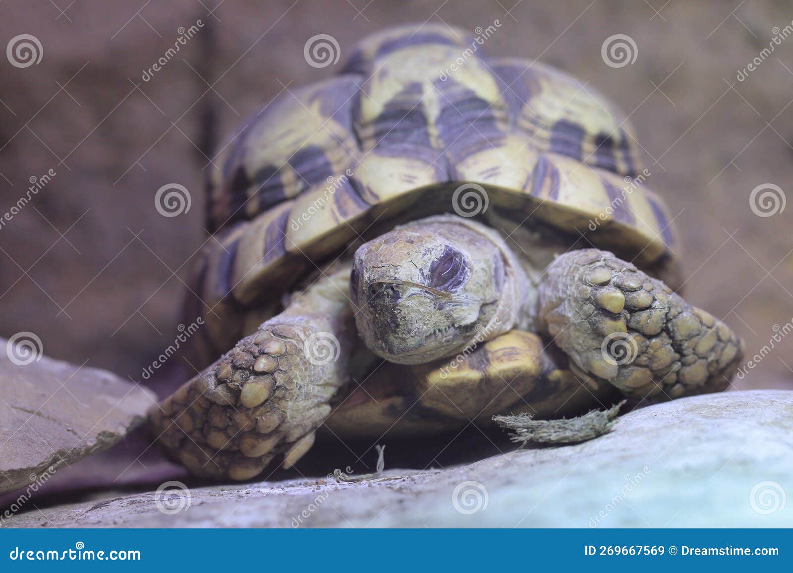 Burmese Star tortoise stock image. Image of star, adult - 269667569