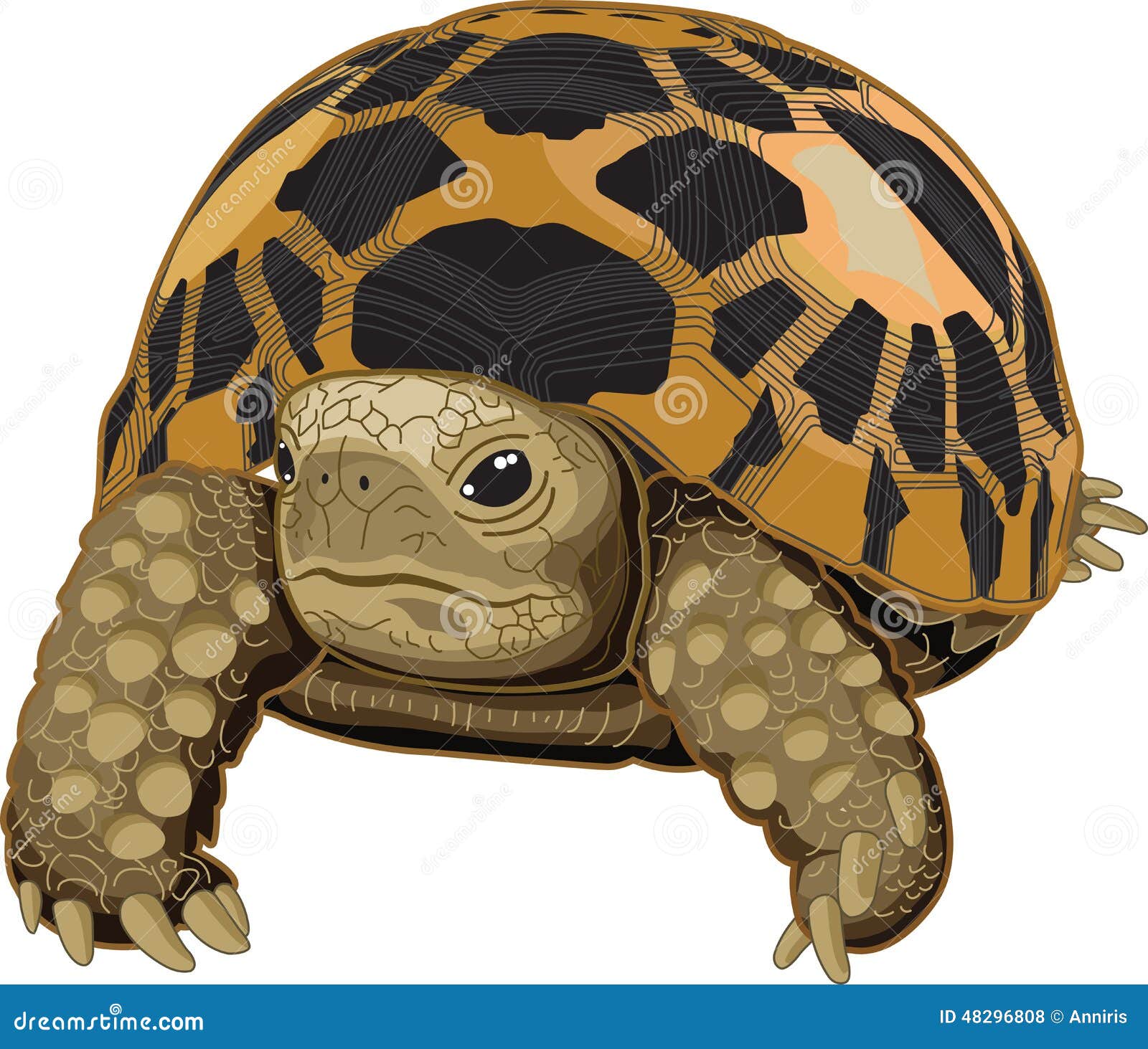 Star Tortoise Cartoon Vector | CartoonDealer.com #71022865