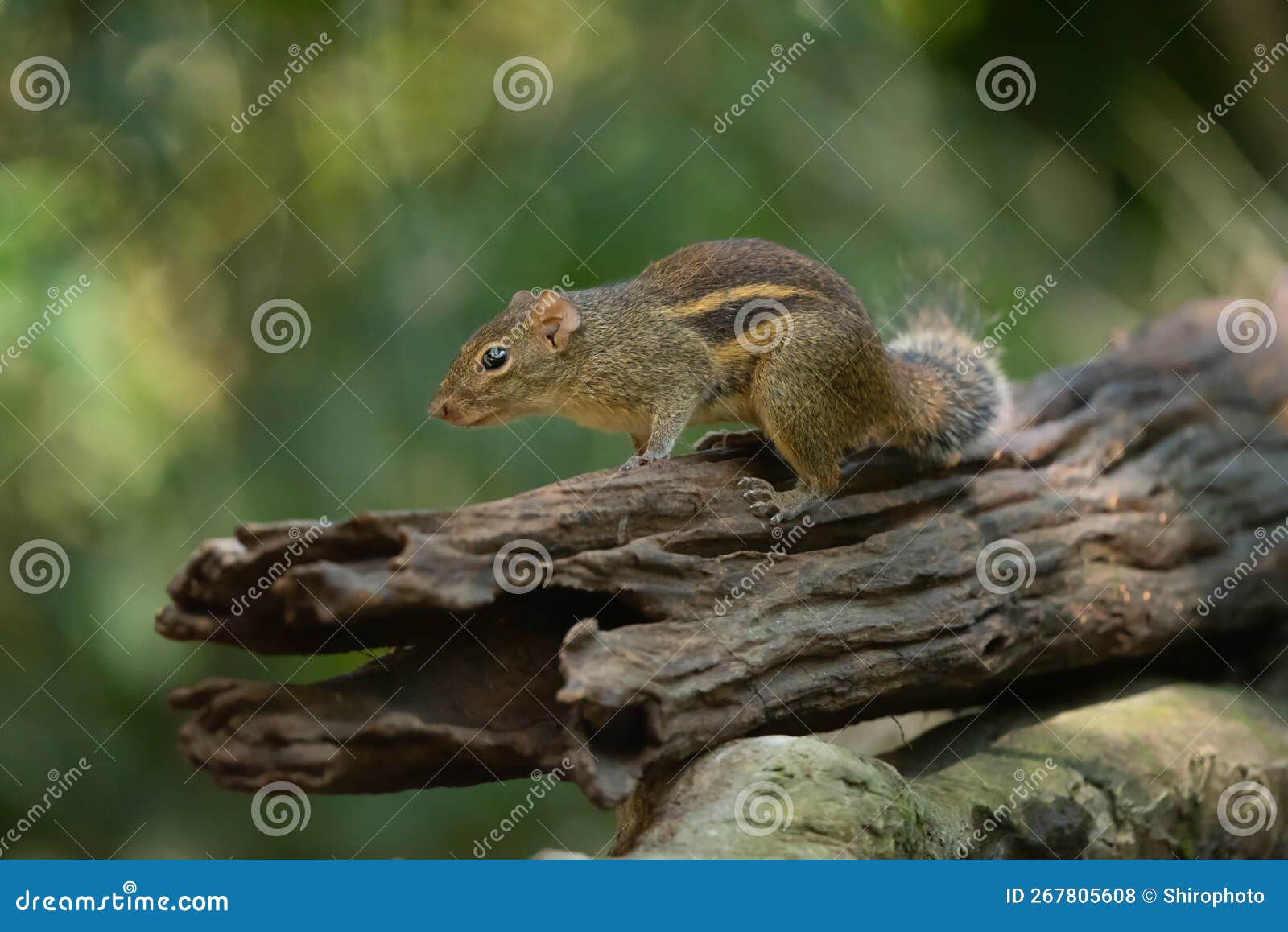 Burmese Stripe Squirrel in the Rain Forest Stock Photo - Image of color, branch: 267805608