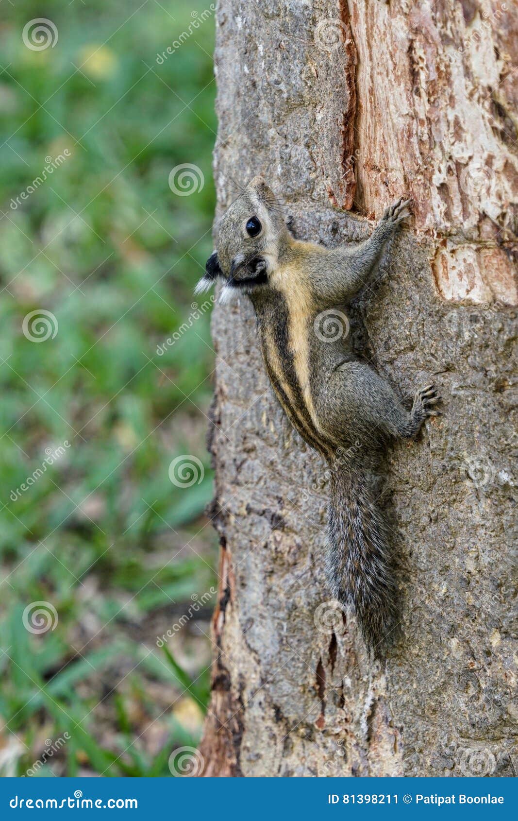 Burmese Striped Squirrel Climbing Up a Tree Stock Image - Image of tree ...