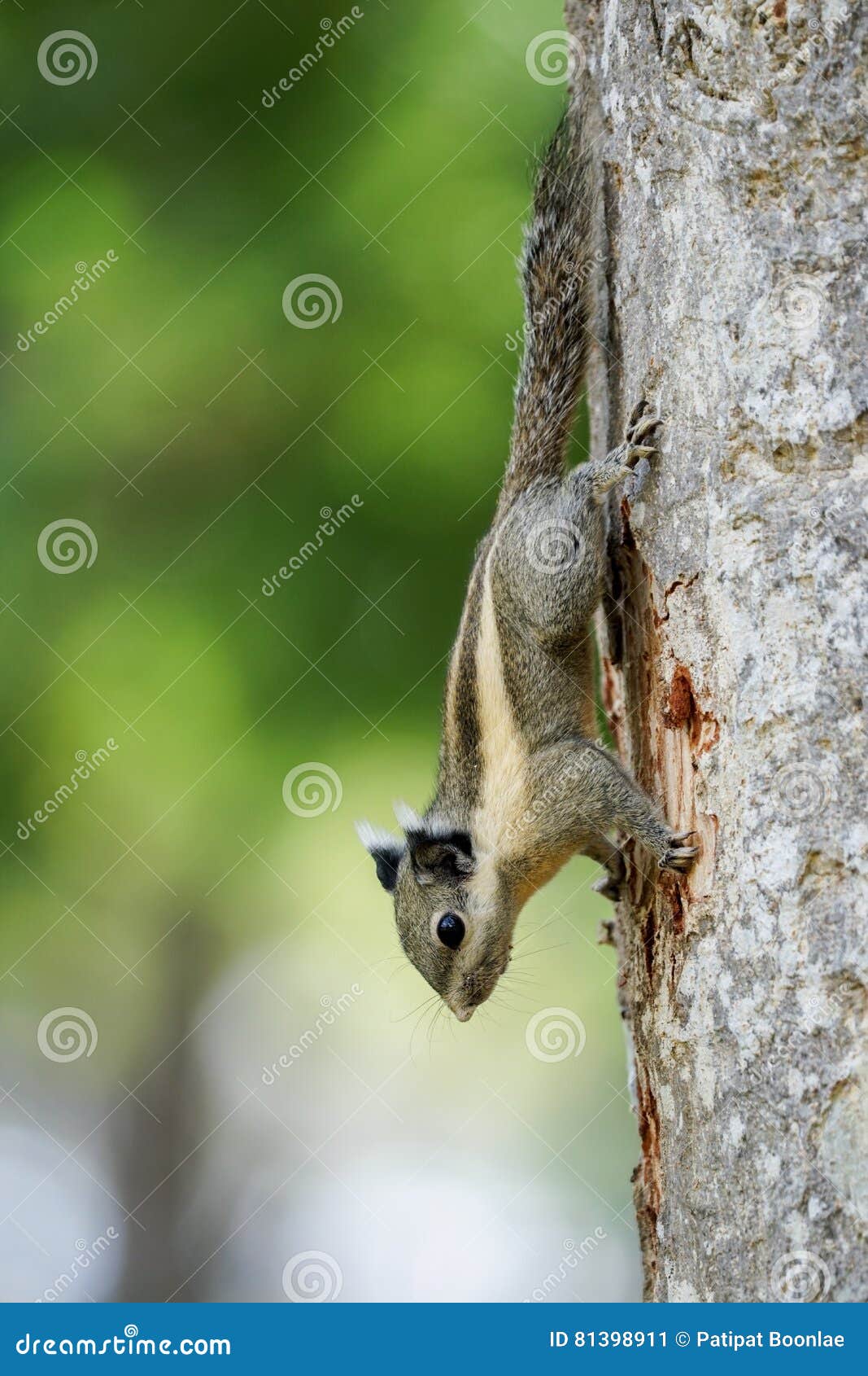 Burmese Striped Squirrel Coming Down from a Tree Stock Image - Image of ...