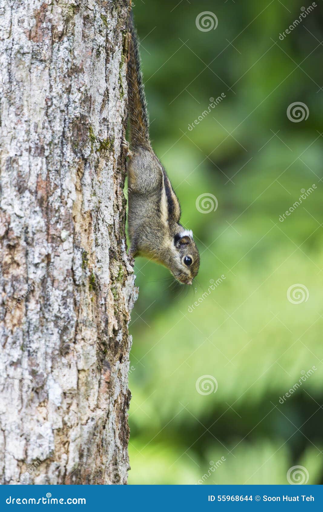 Burmese Striped Squirrel stock photo. Image of montane - 55968644