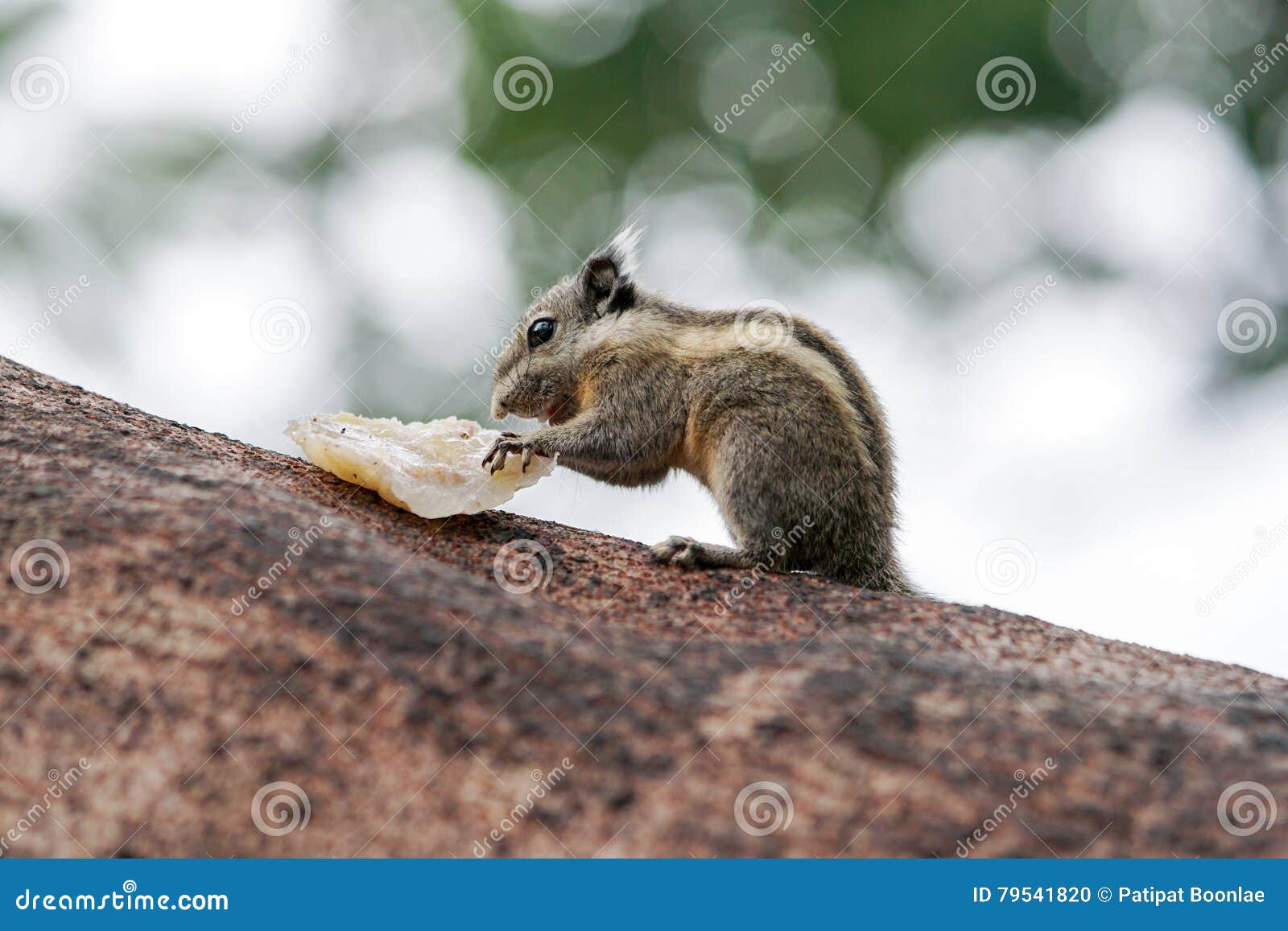 Burmese Striped Squirrel Smelling Its Food Stock Photo - Image of ...