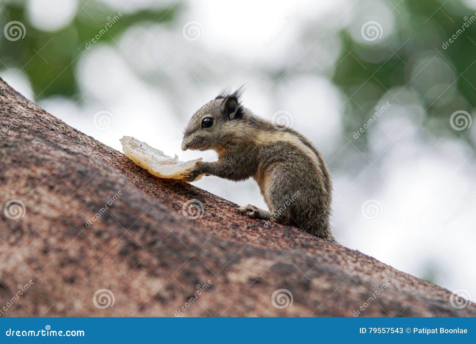 Burmese Striped Squirrel Smelling Its Food Stock Image - Image of wild ...