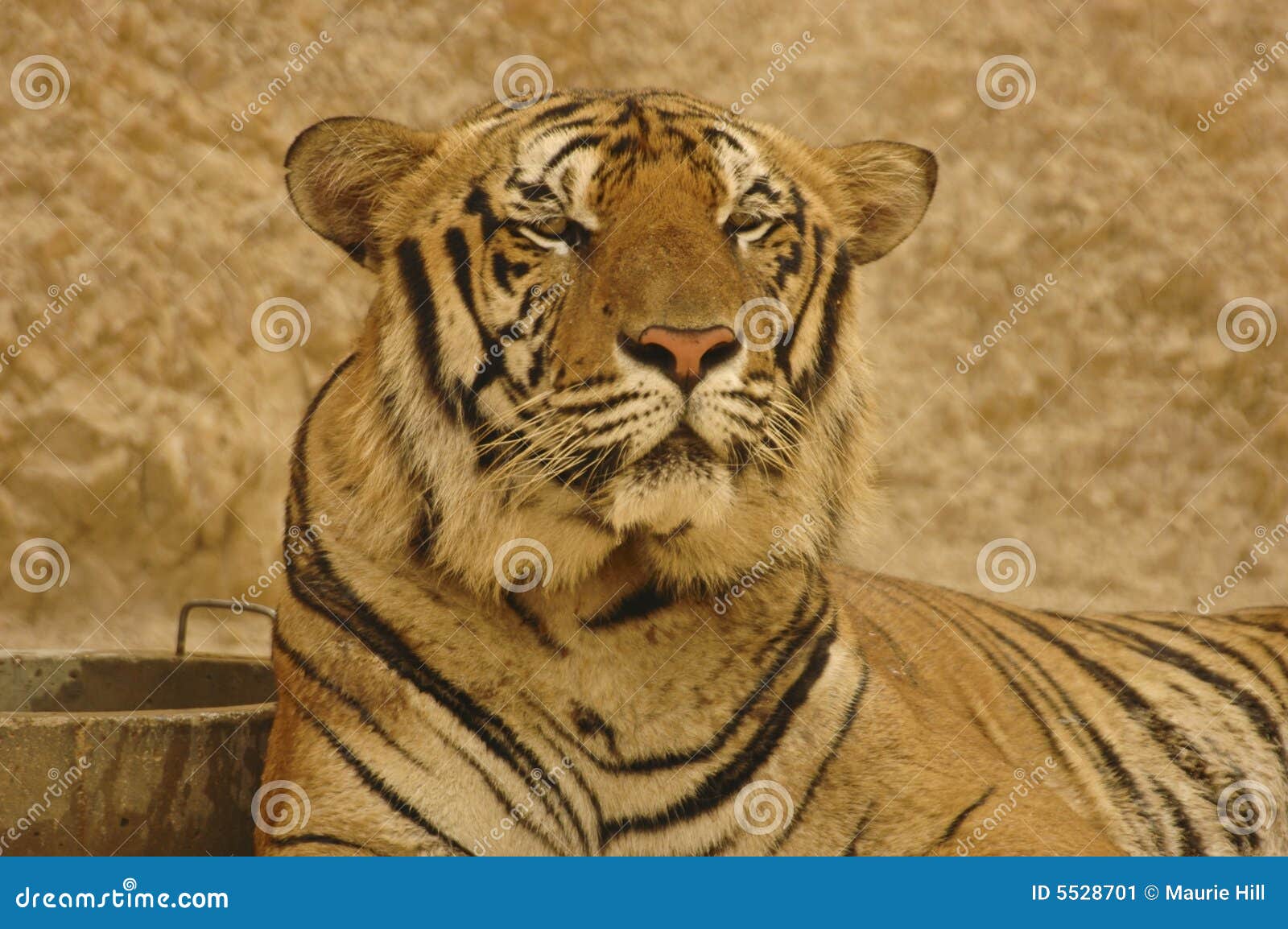 Burmese Tiger stock image. Image of wild, stripes, bengali - 5528701