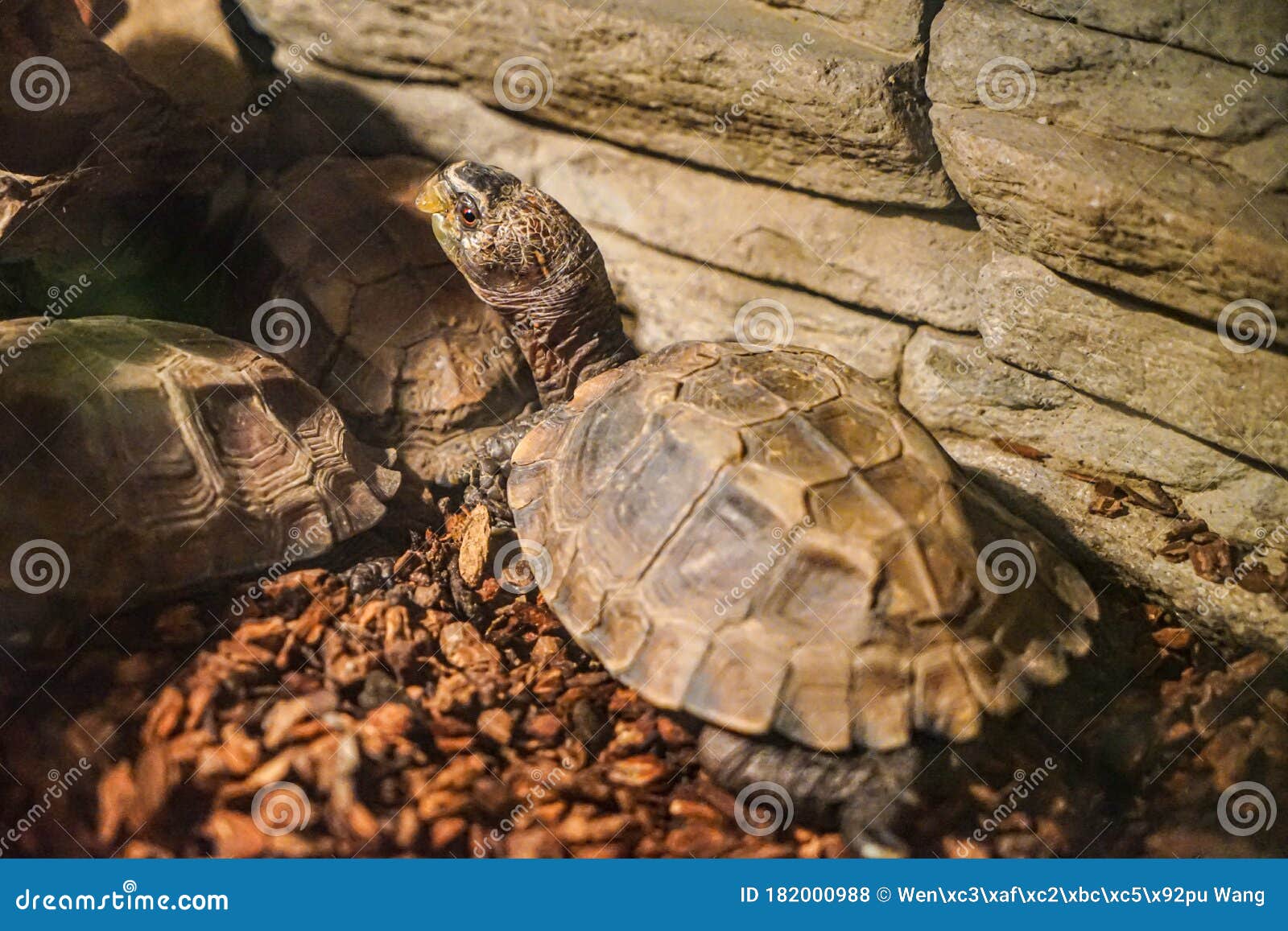 Burmese Tortoise Crawling in the Jungle Stock Photo - Image of green ...