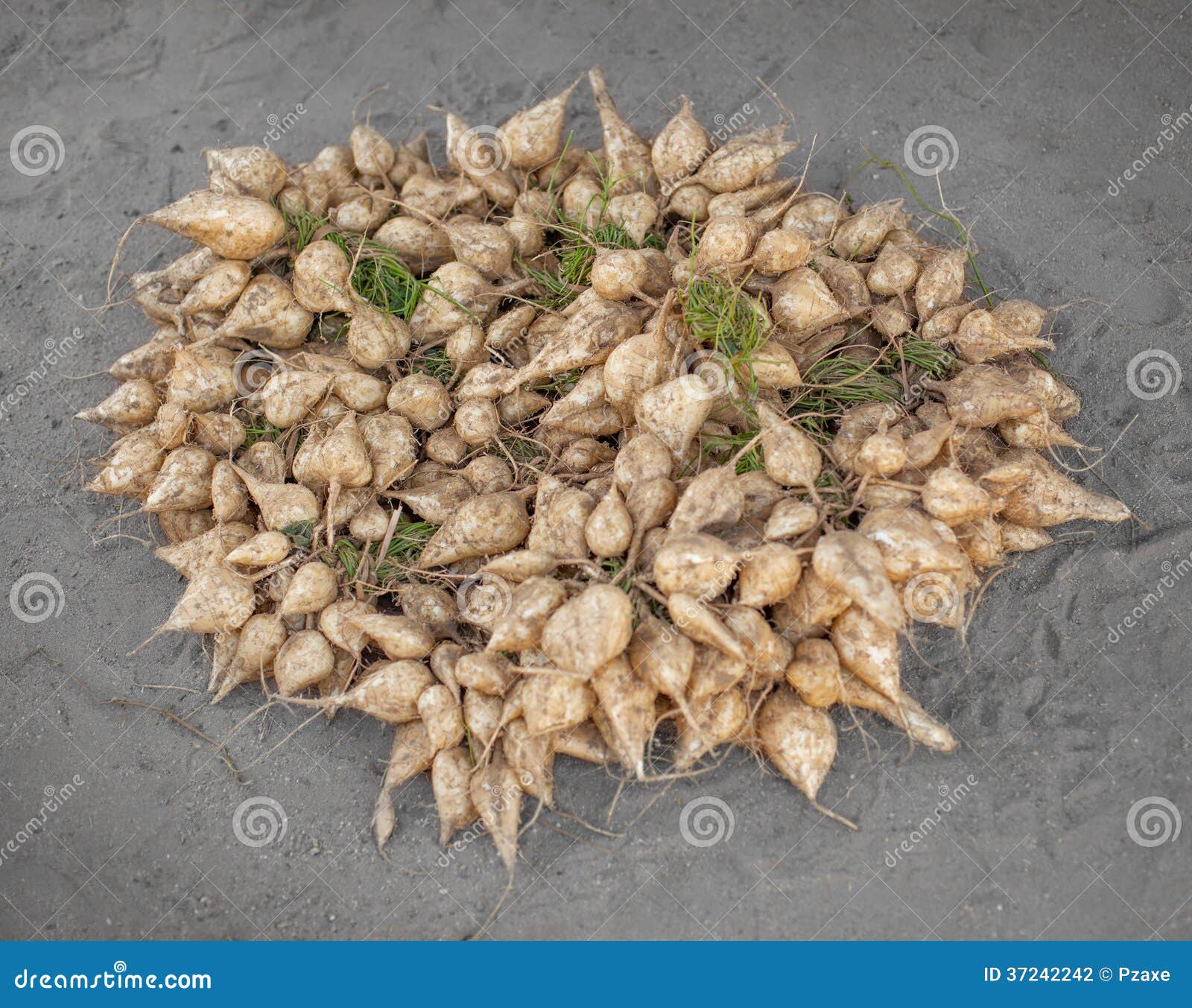 Burmese Vegetables - Root Crops Stock Photo - Image of yellow, heap ...