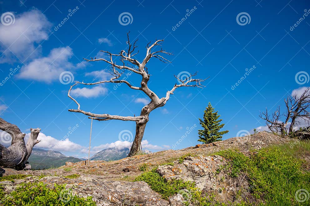 Burmis Tree in Crowsnest Pass, Alberta Stock Photo - Image of outdoor ...