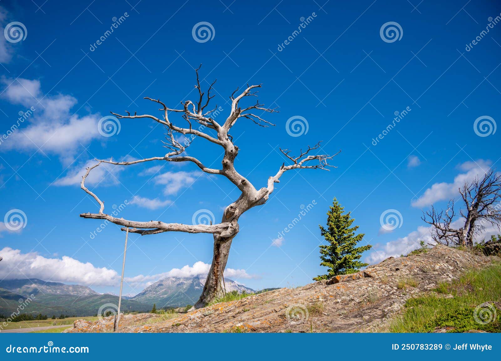 Burmis Tree in Crowsnest Pass, Alberta Stock Image - Image of tree ...