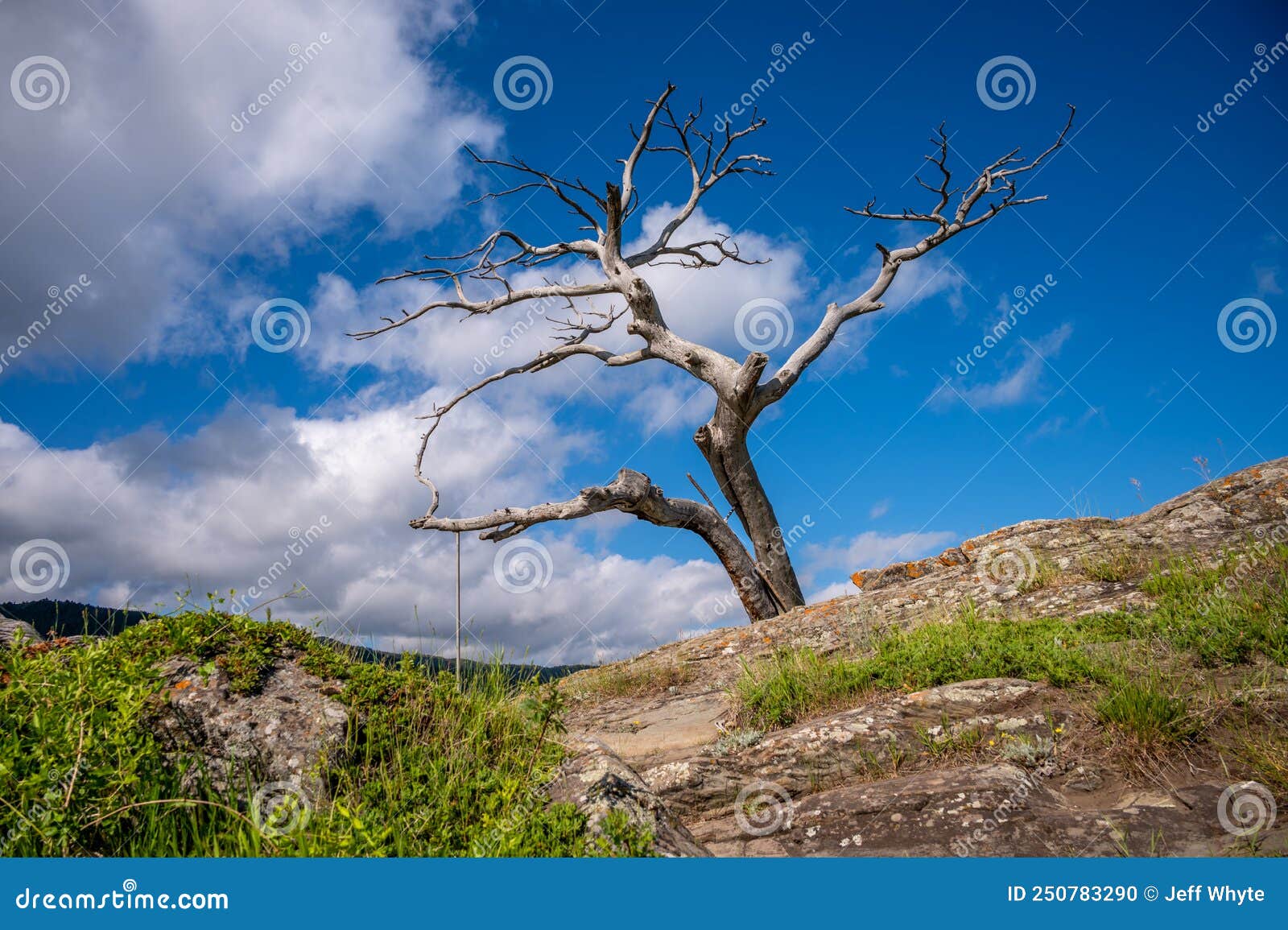 Burmis Tree in Crowsnest Pass, Alberta Stock Photo - Image of nature ...