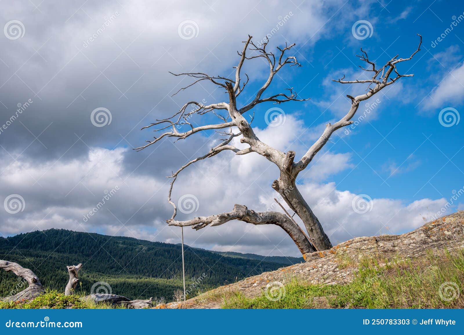 Burmis Tree in Crowsnest Pass, Alberta Stock Image - Image of travel ...