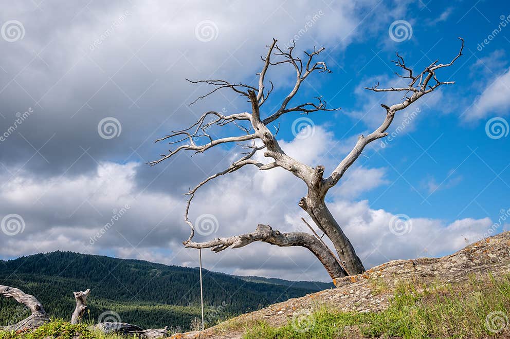 Burmis Tree in Crowsnest Pass, Alberta Stock Image - Image of travel ...