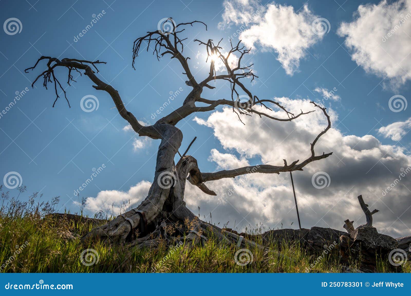 Burmis Tree in Crowsnest Pass Alberta Image stock - Image du horizontal ...