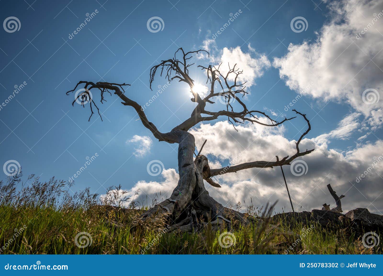 Burmis Tree in Crowsnest Pass Alberta Photo stock - Image du été, vieux ...