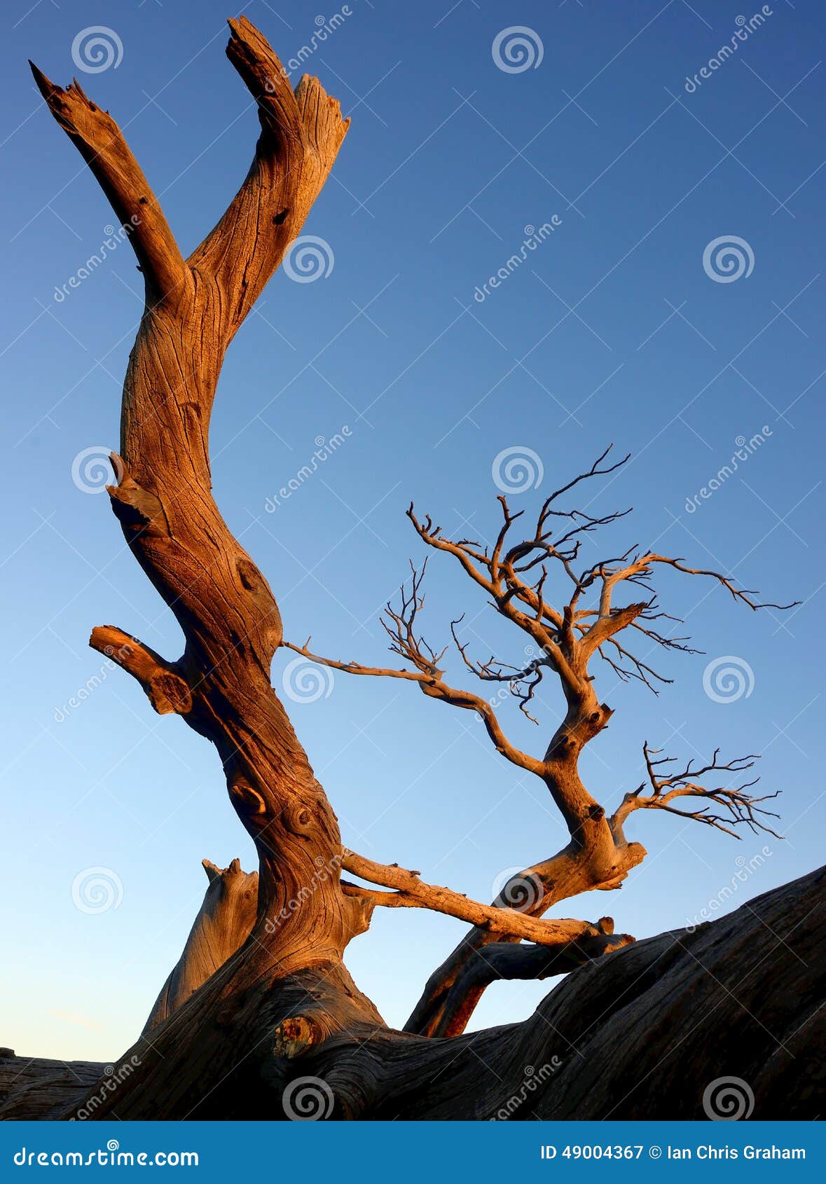 Burmis Tree stock image. Image of evergreen, pass, wilderness - 49004367