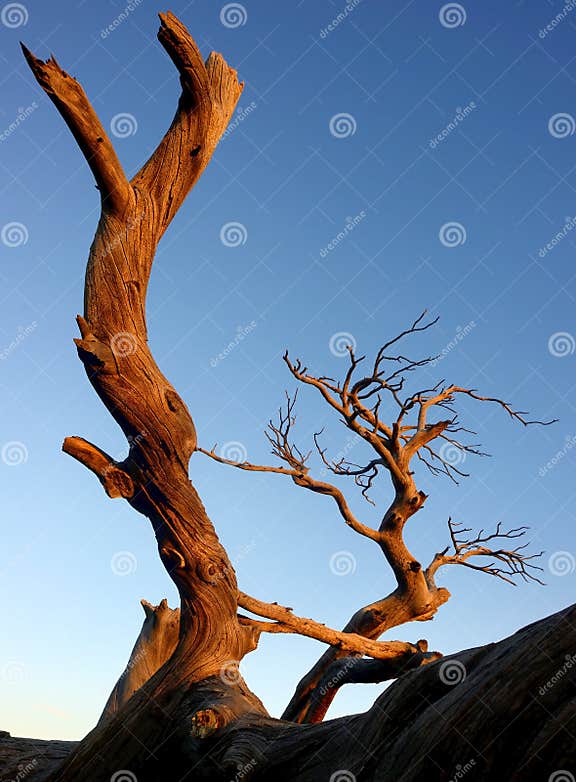 Burmis Tree stock image. Image of evergreen, pass, wilderness - 49004367