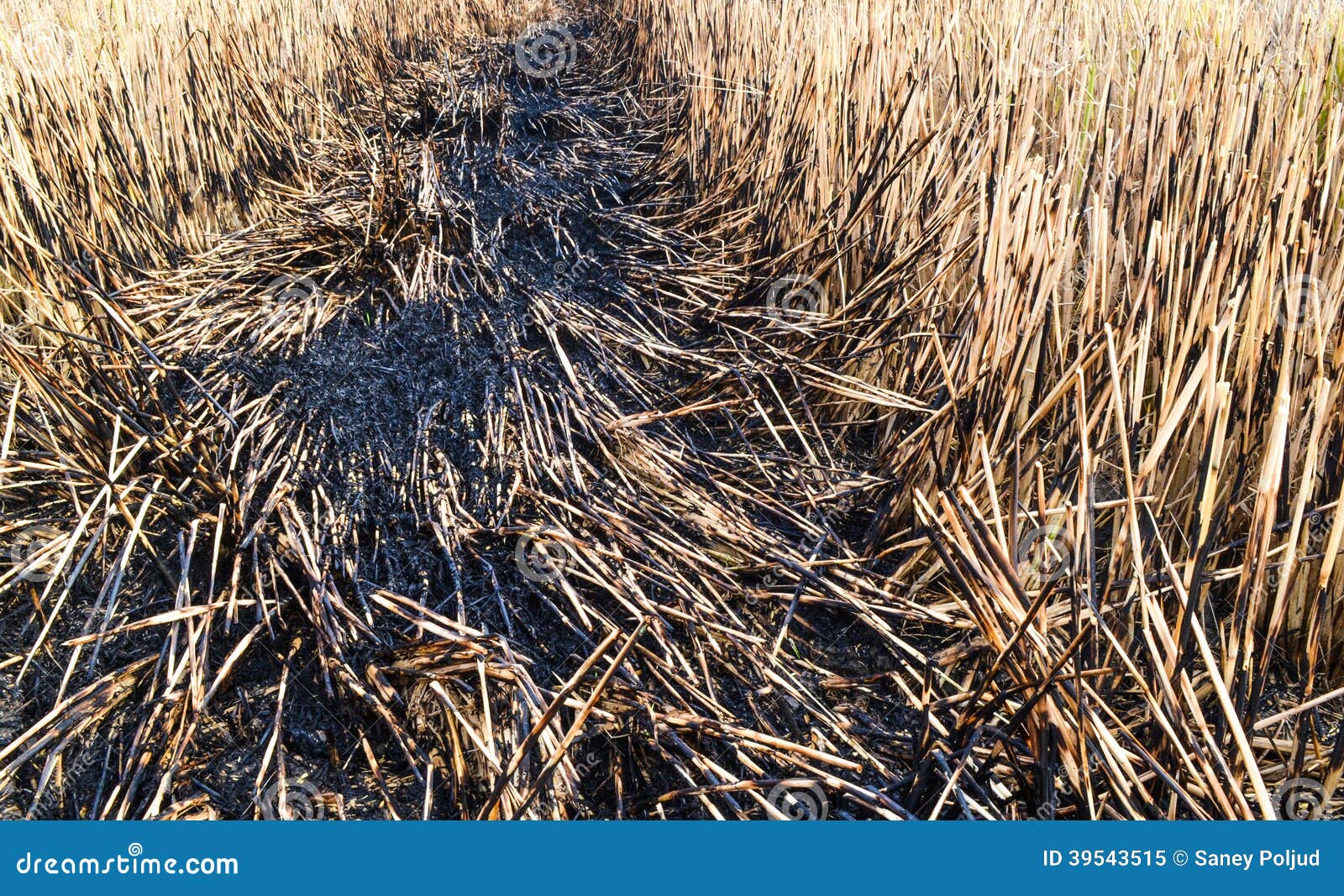 Burn the crops stock image. Image of combustion, burn - 39543515