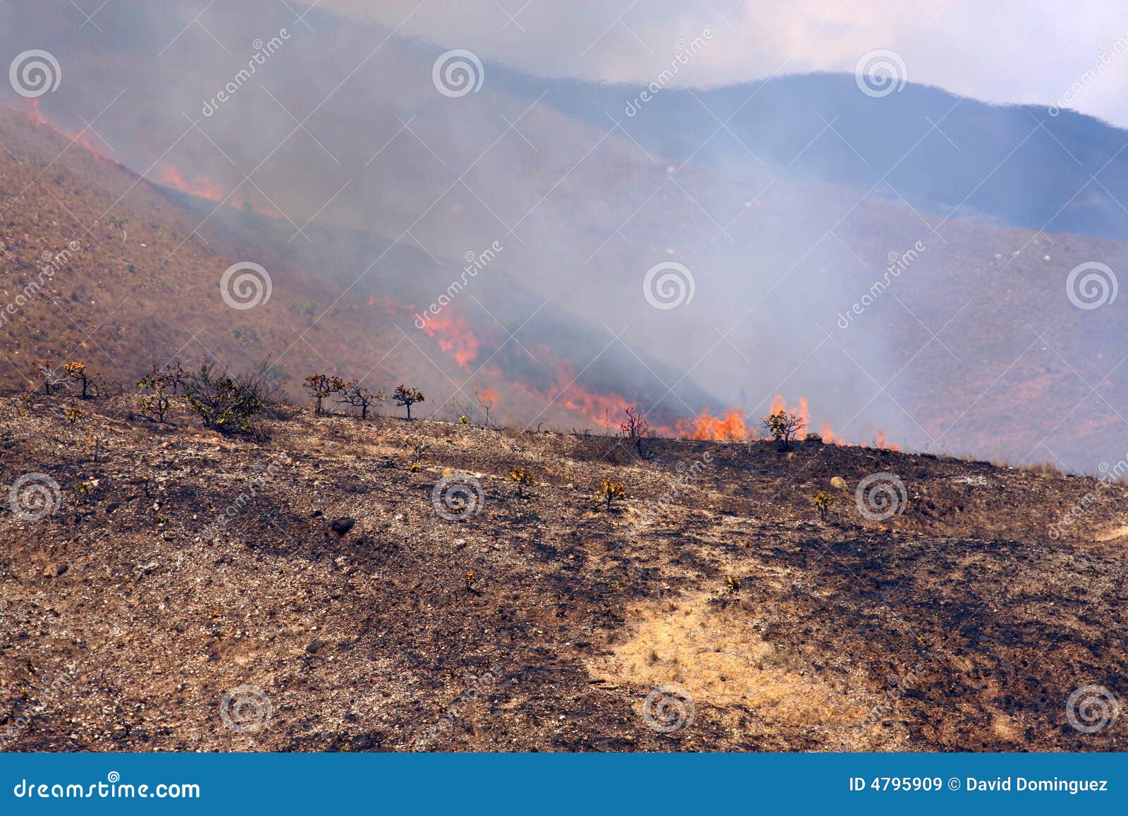Burn disaster stock image. Image of climatico, destruction - 4795909
