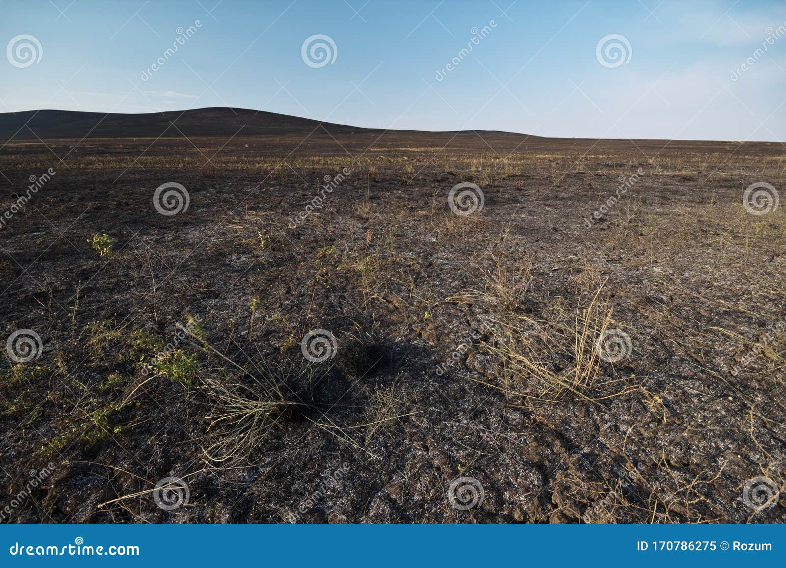 After burn field stock image. Image of land, black, disaster - 170786275