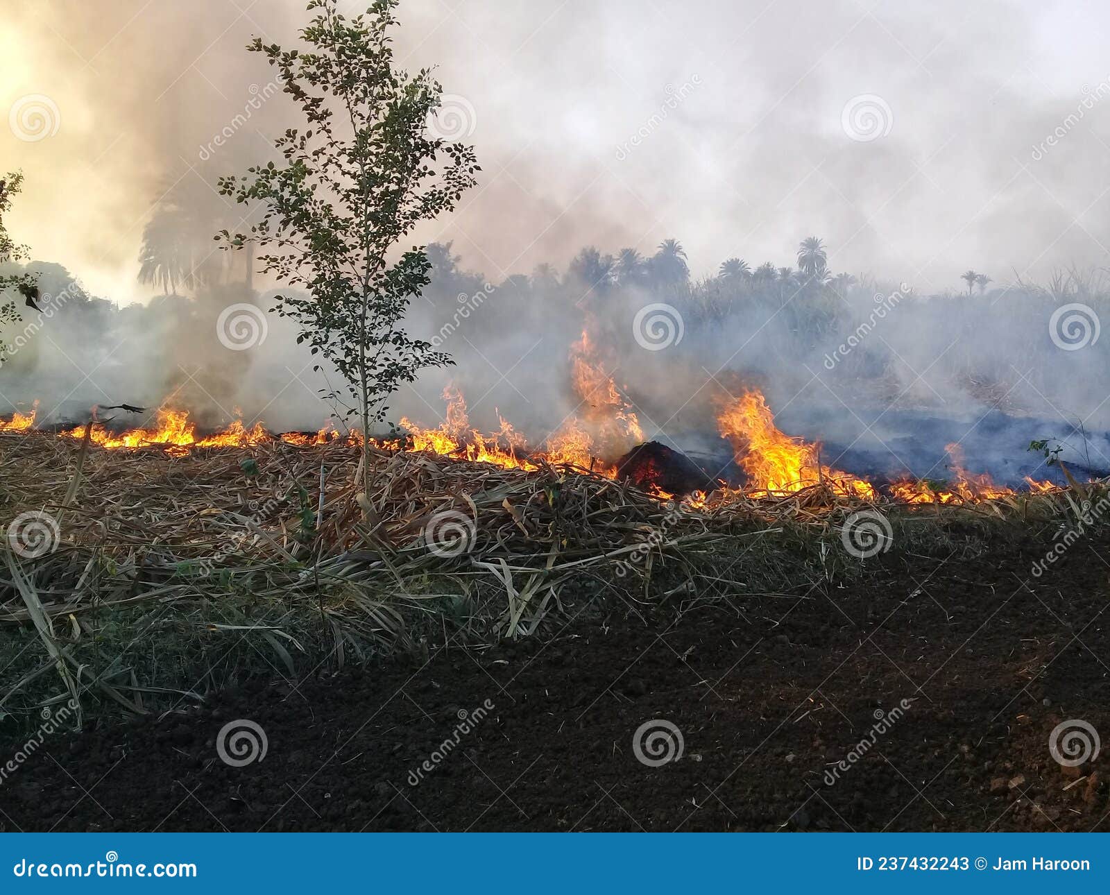 The Burn of Fire.Fire is the Rapid Oxidation of a Material & X28;the ...