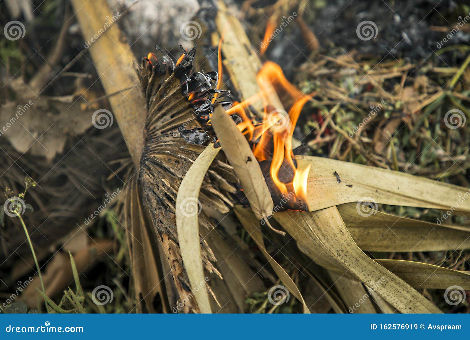 Burn Fire Green and Dry Coconut Tree Leaf in Garden, Closeup Stock ...