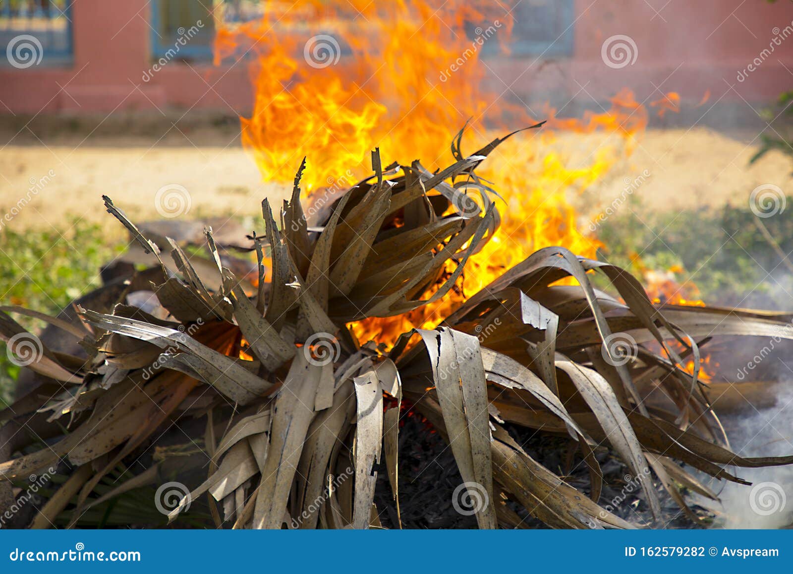 Burn Fire Green and Dry Coconut Tree Leaf in Garden, Closeup Stock ...