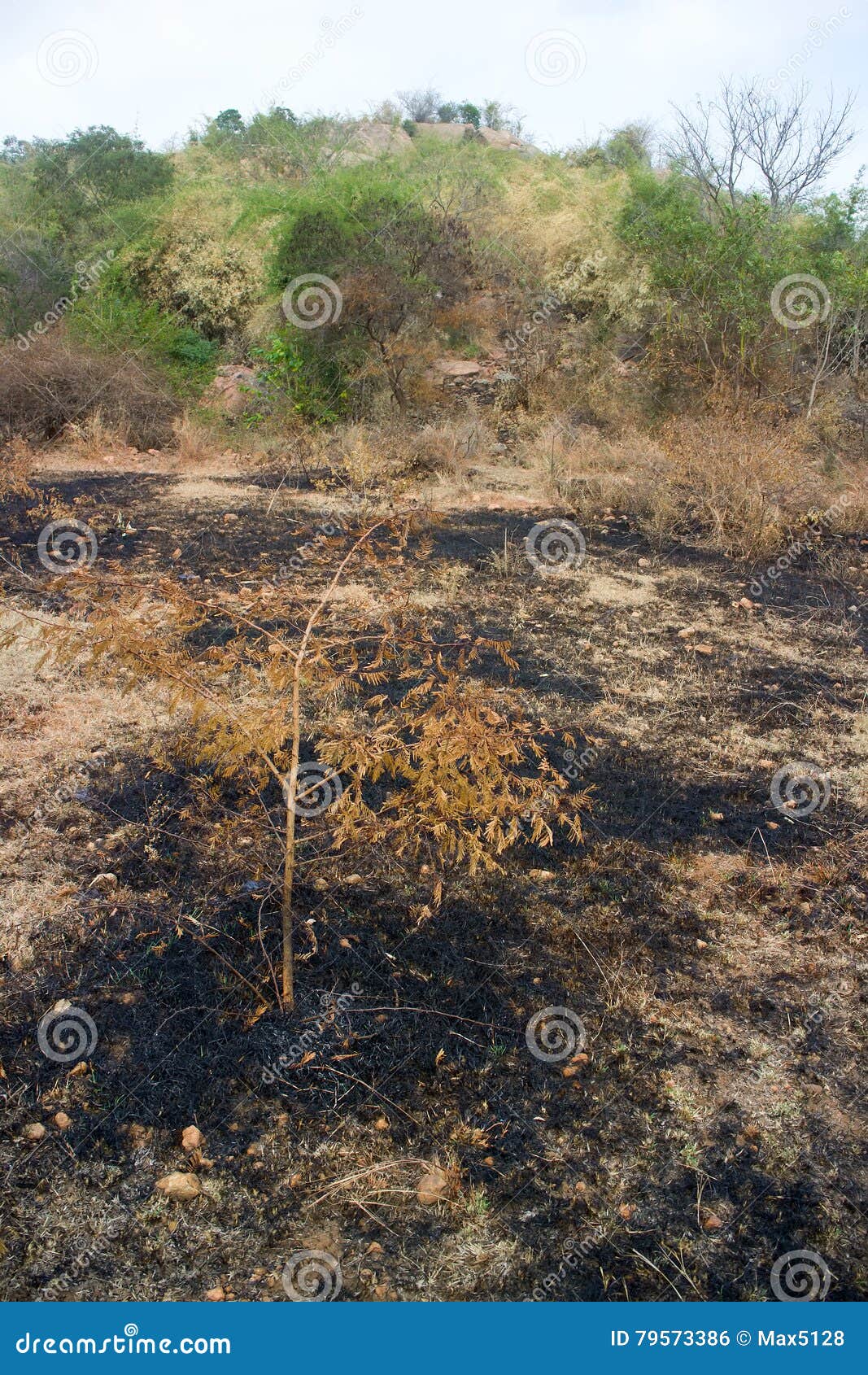 Burn with Fire Ground in Wild Stock Photo - Image of inferno, heat ...